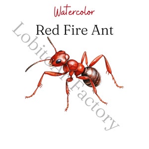 Watercolor Red Fire Ant Cliparts Bundle, PNG, 67 Illustrations ...