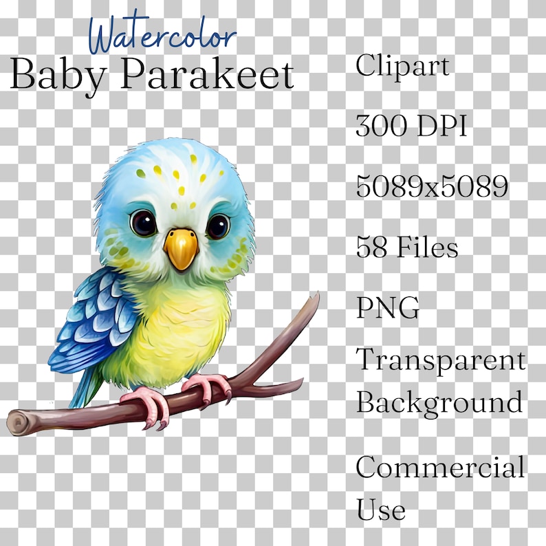 Watercolor Baby Parakeet, Clipart, Baby Budgerigar, Little Bird, Spring ...