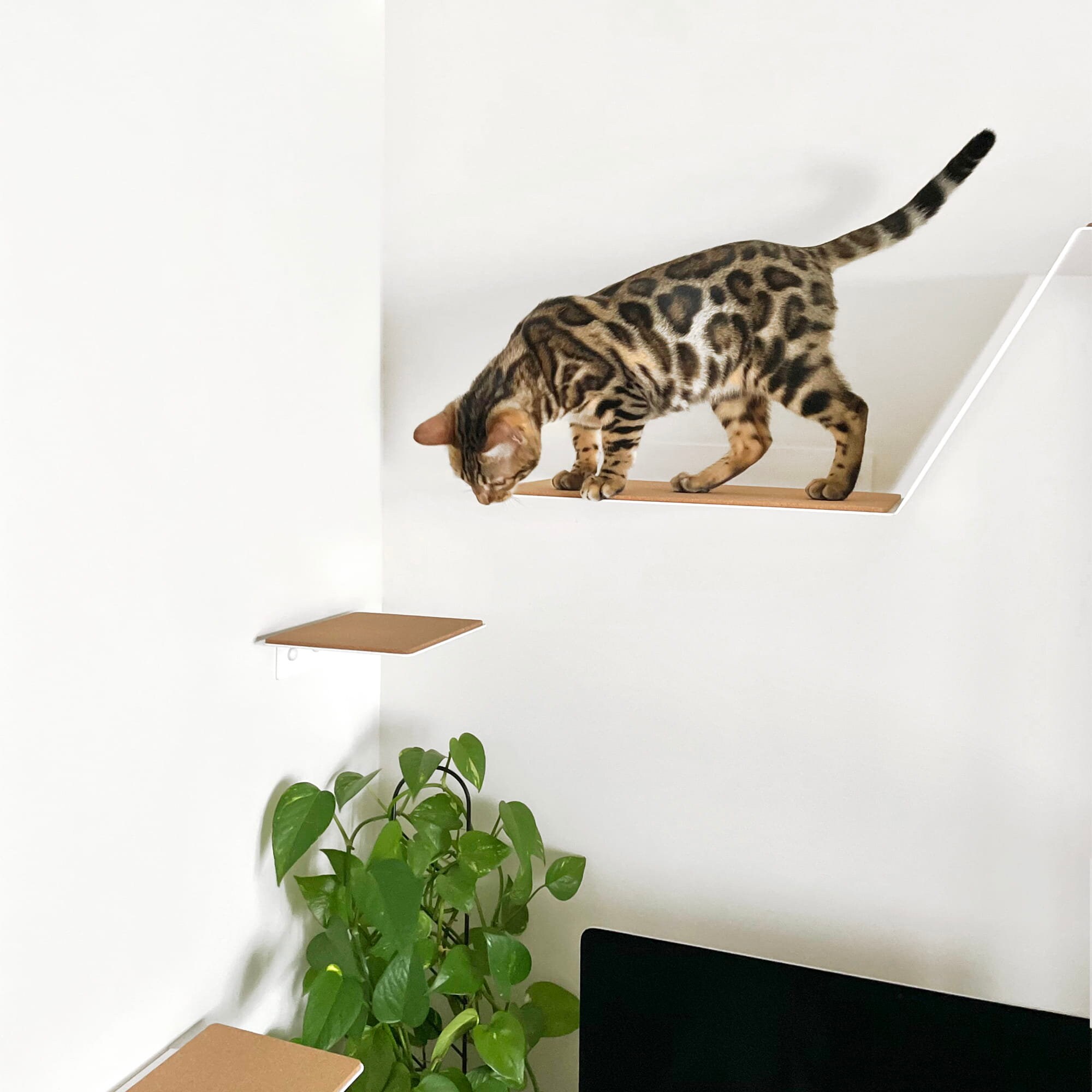 3 in a Set: Cat Stairs- Sendero Catspace - Cat Climbing Wall, Cat Wall ...