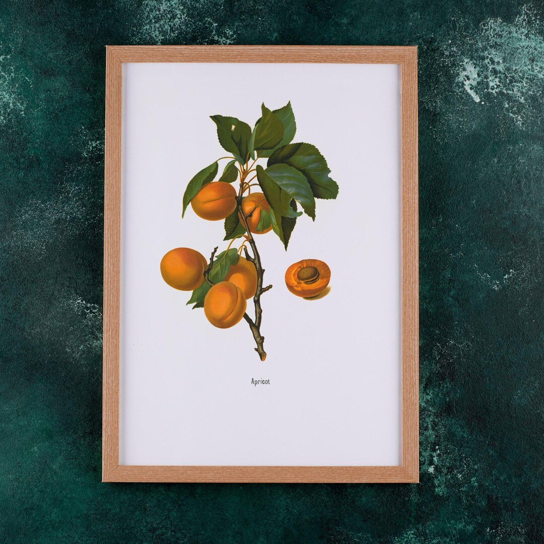 Apricot Vintage Art Poster, Download Large Digital Decor, Retro Drawing ...