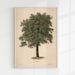 Walnut Tree Restored Poster, Illustration Printable 1800s Wallart ...
