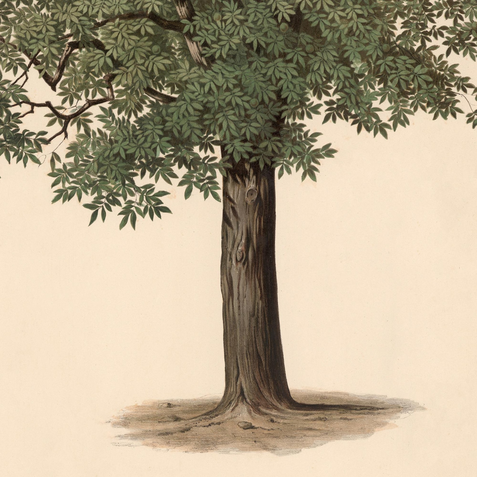 Walnut Tree Restored Poster, Illustration Printable 1800s Wallart ...