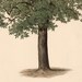 Walnut Tree Restored Poster, Illustration Printable 1800s Wallart ...