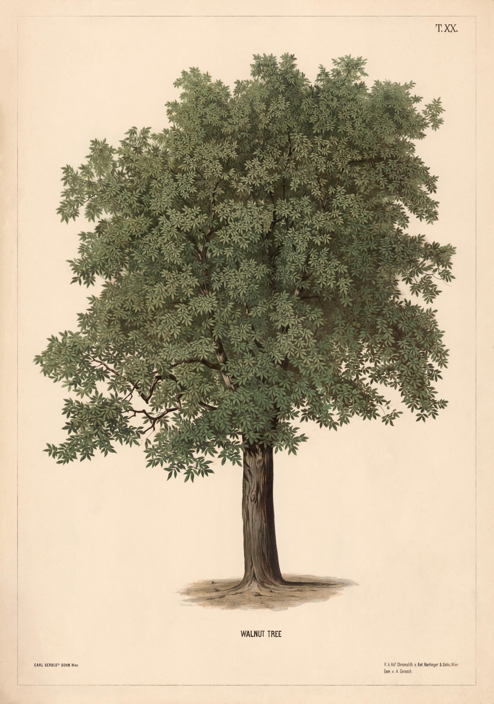 Walnut Tree Restored Poster, Illustration Printable 1800s Wallart ...