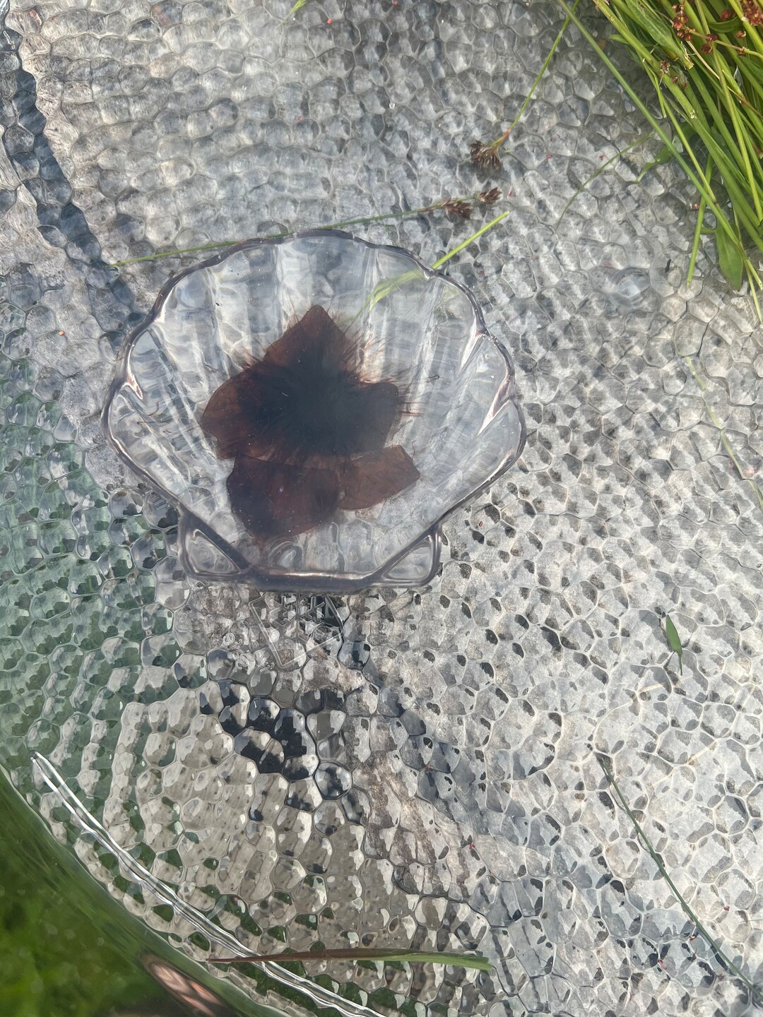 Muscle Shell, Resin Muscle Shell With Brown Beach Glass Accents - Etsy