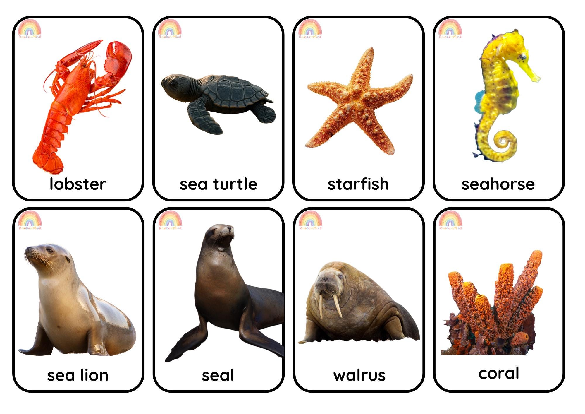 Sea Animals Flashcards - Dive Into Learning With Water Animals! - Etsy