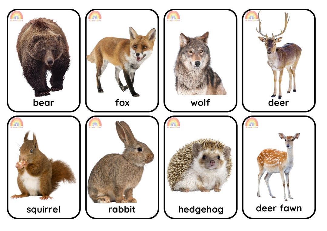 Explore the Forest — One Animal at a Time! Forest Animals - Flashcards ...