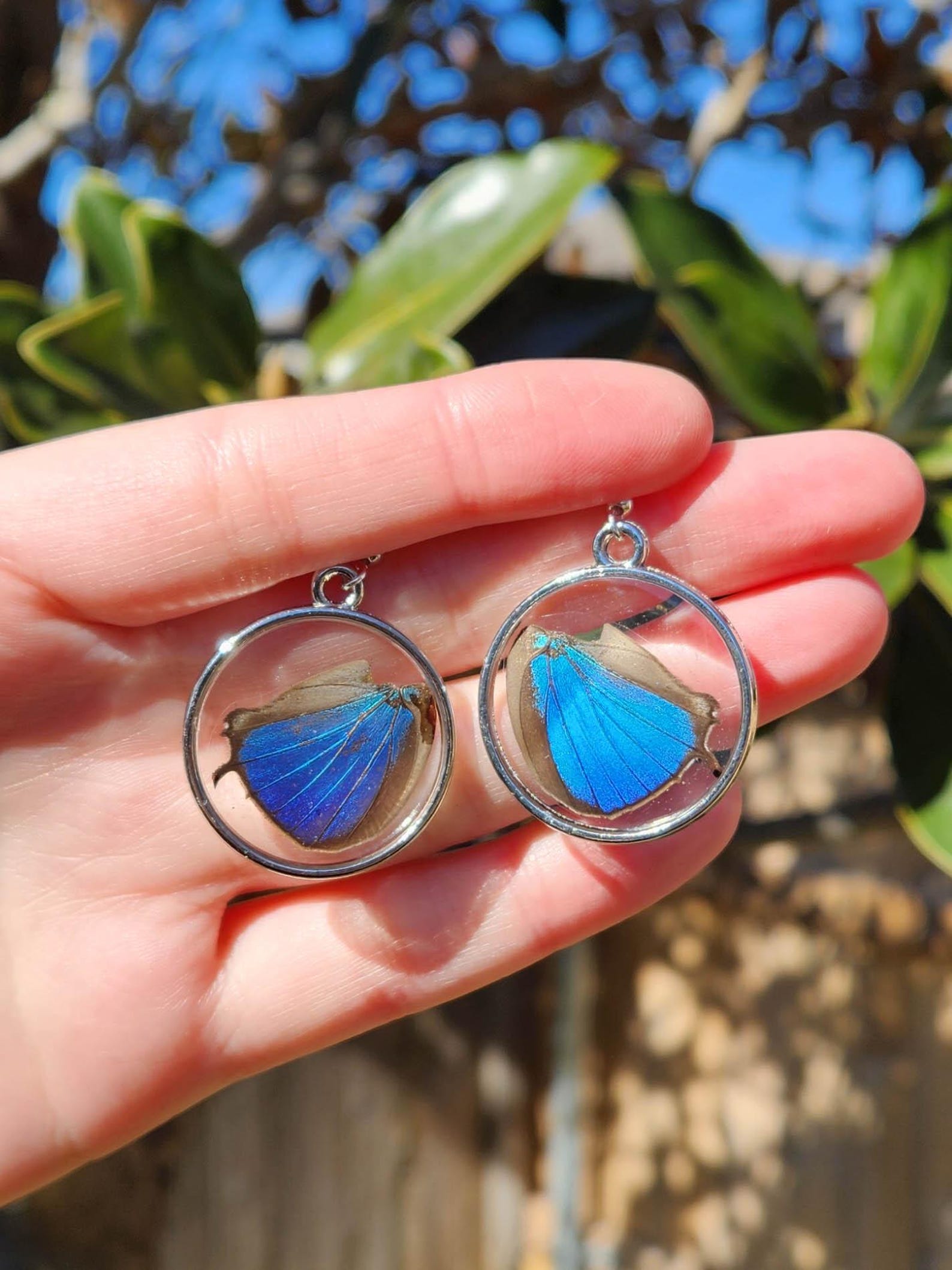 REAL Blue Butterfly Wing Earrings, Blue Morpho Butterfly, Insect ...