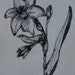 Tiny Flower Drawing, Ink Flower Drawing, Small Ink Flower Drawing - Etsy