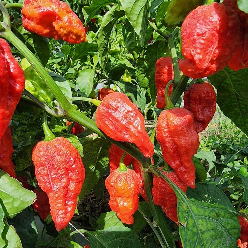 Ghost Pepper Powder - Etsy