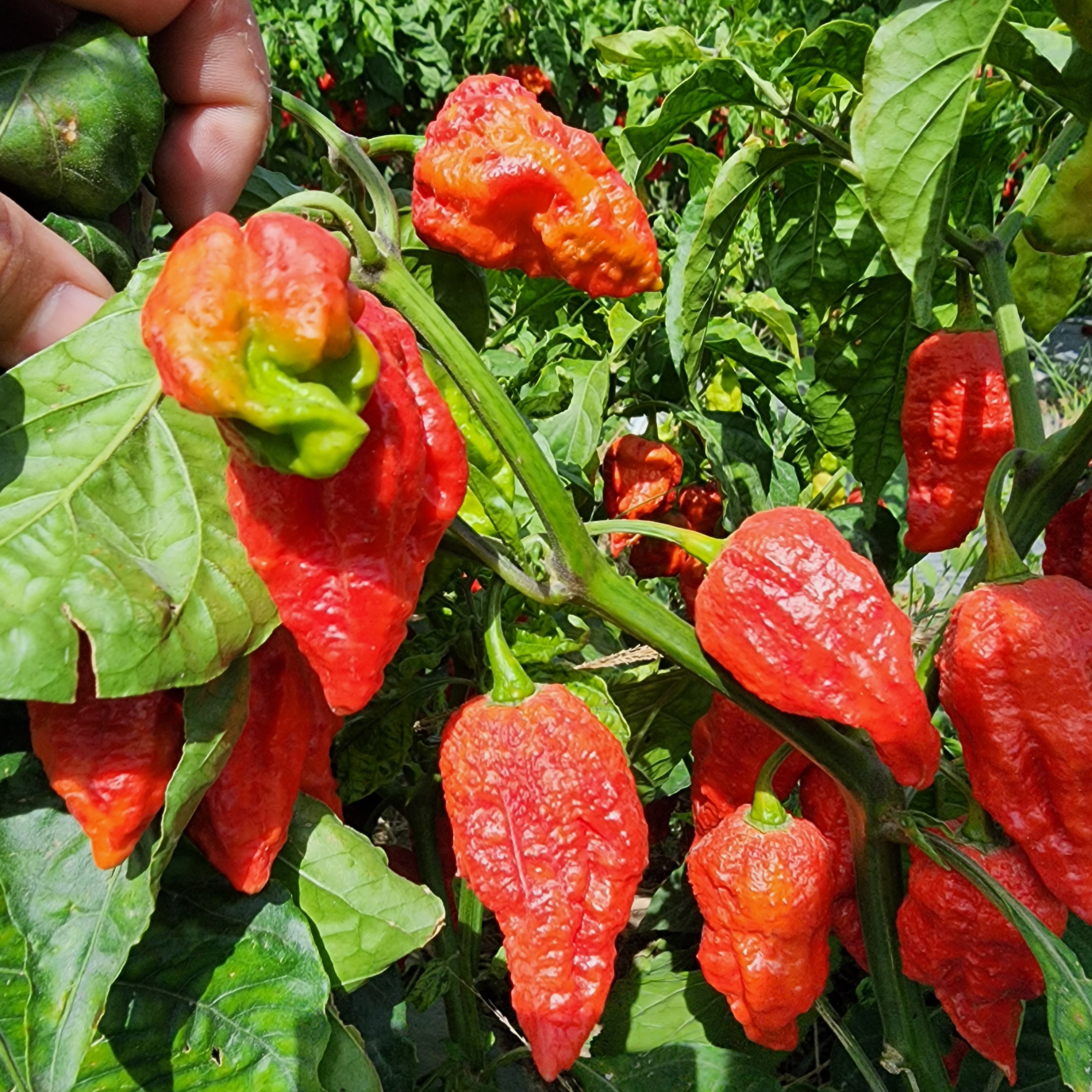 2 Pack Ghost Pepper Dried Chilies, Extremely Hot, All Natural, Count 15 ...