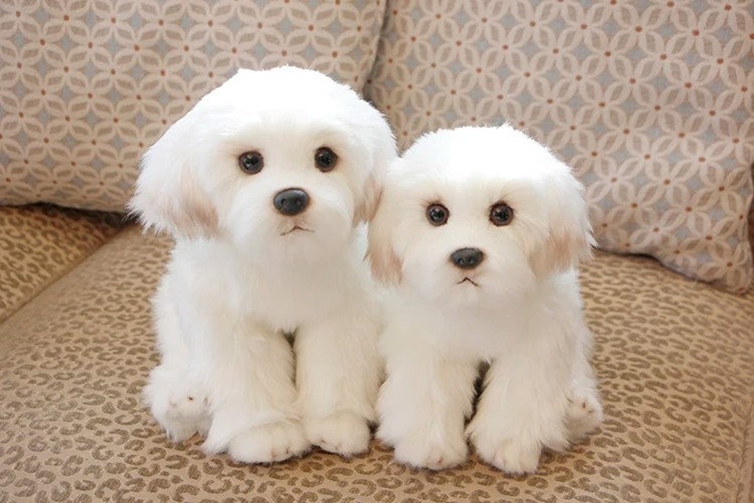 Cute Maltese, Stuffed Dog, Plush Doll, Maltese Dog Stuffed ...