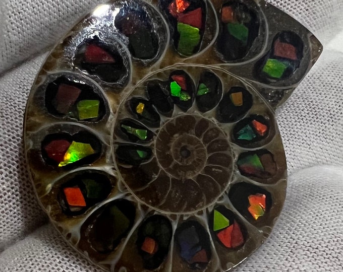 Opalized Ammonite / Fire Ammonite / Ammonite Specimen / Polished ...