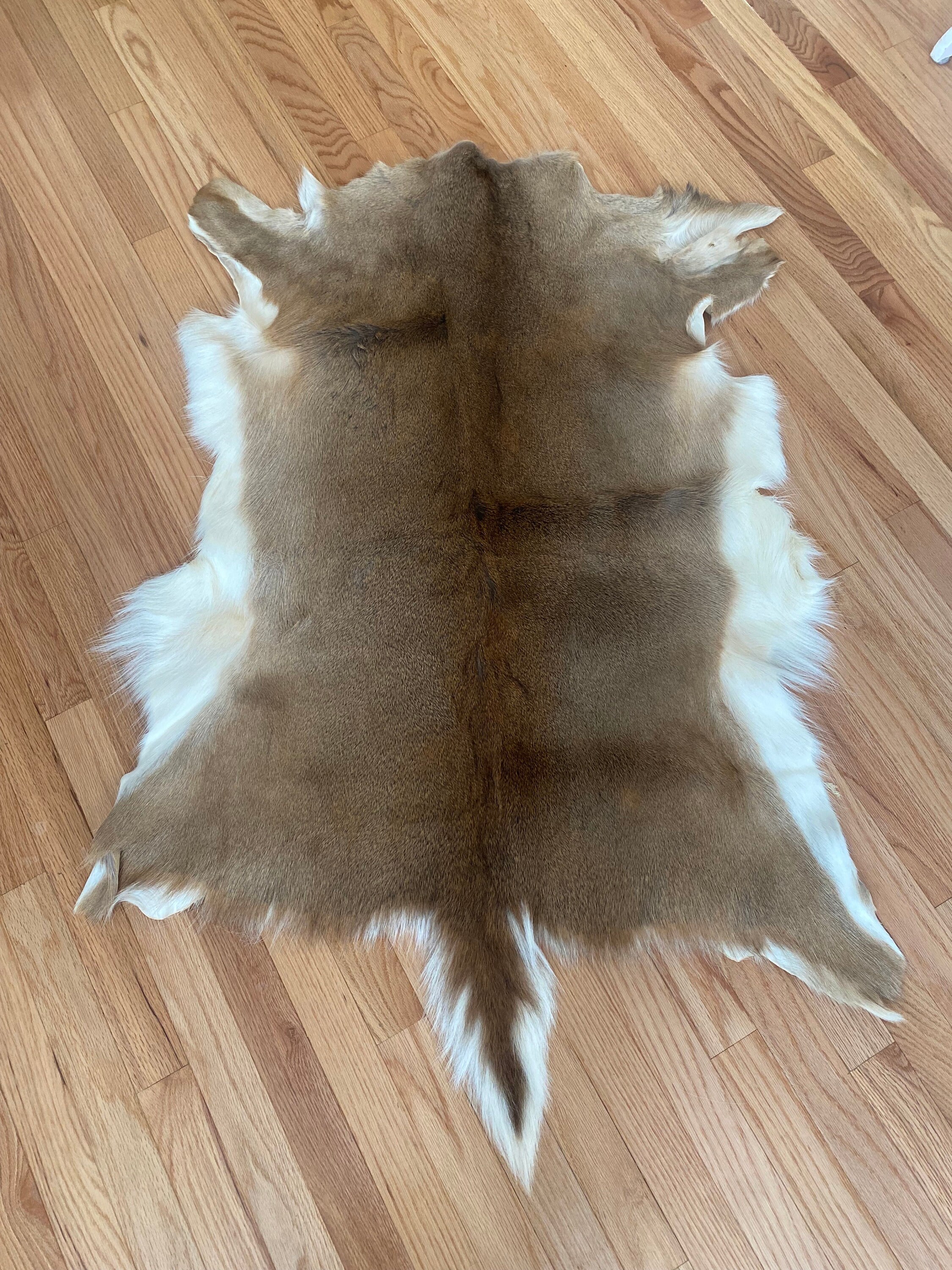 Whitetail Deer Hide - Etsy