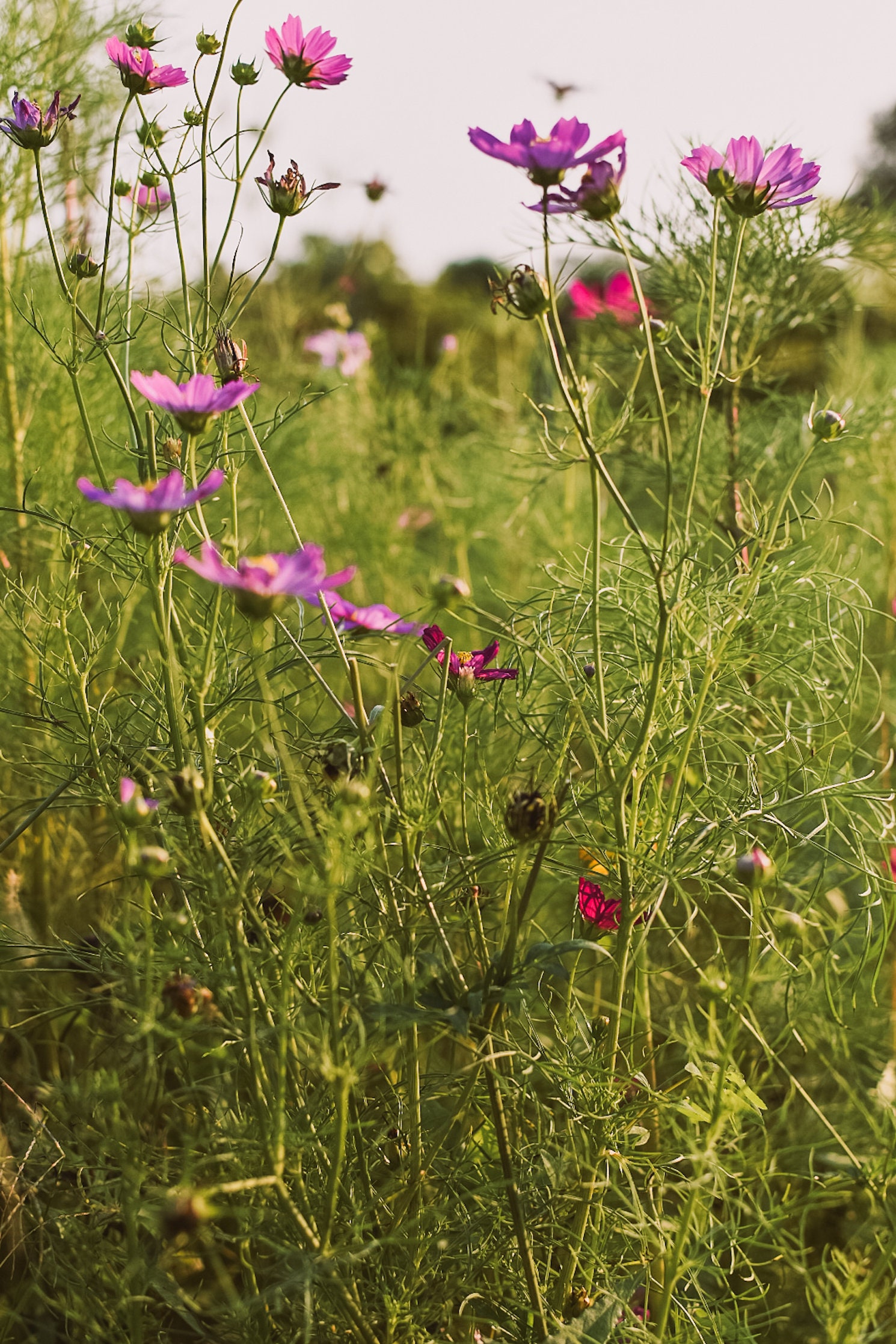 SEVEN Wildflower Photos, Digital Download, Simple and Dainty, Botanical ...