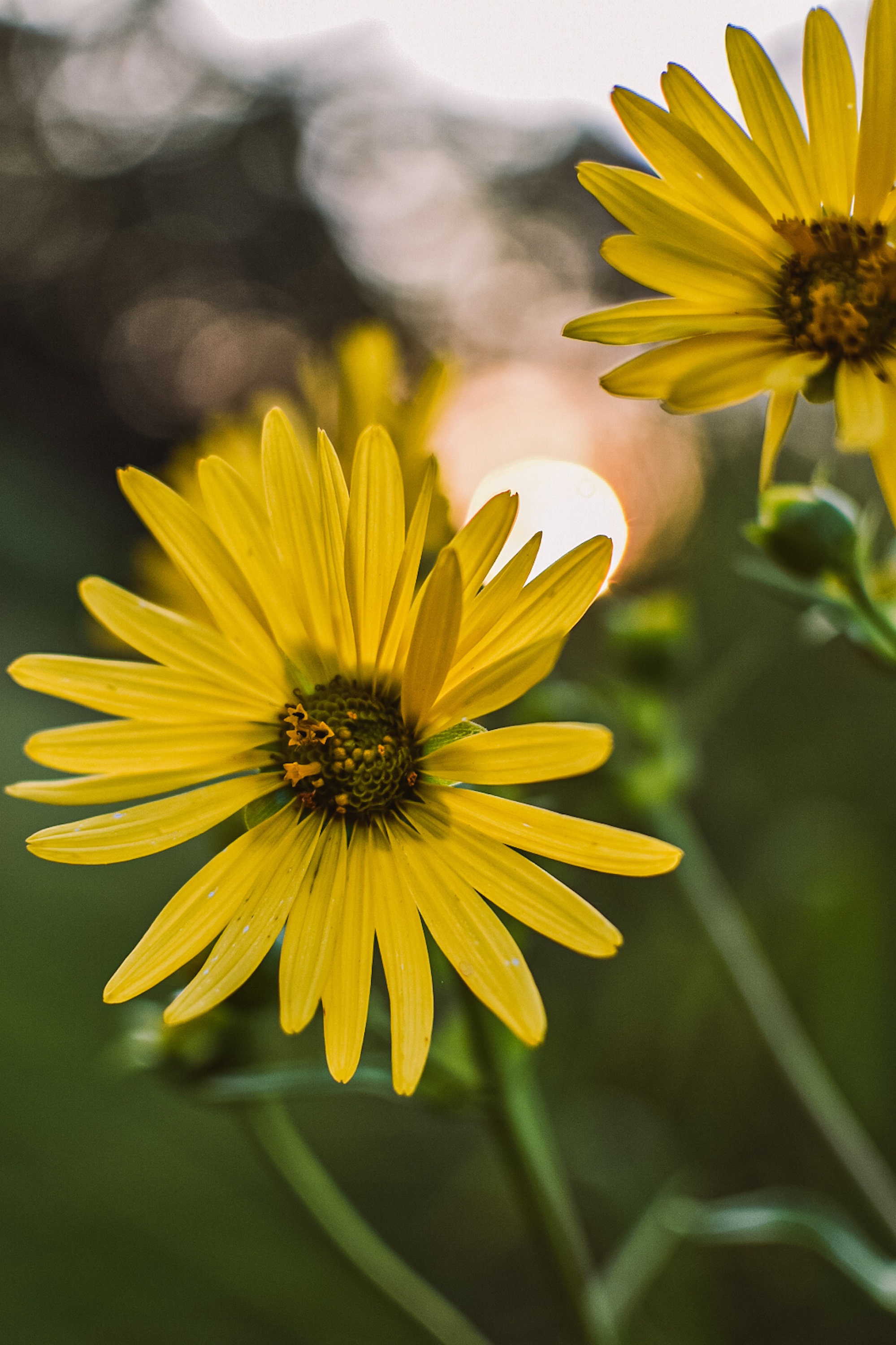 SEVEN Wildflower Photos, Digital Download, Simple and Dainty, Botanical ...