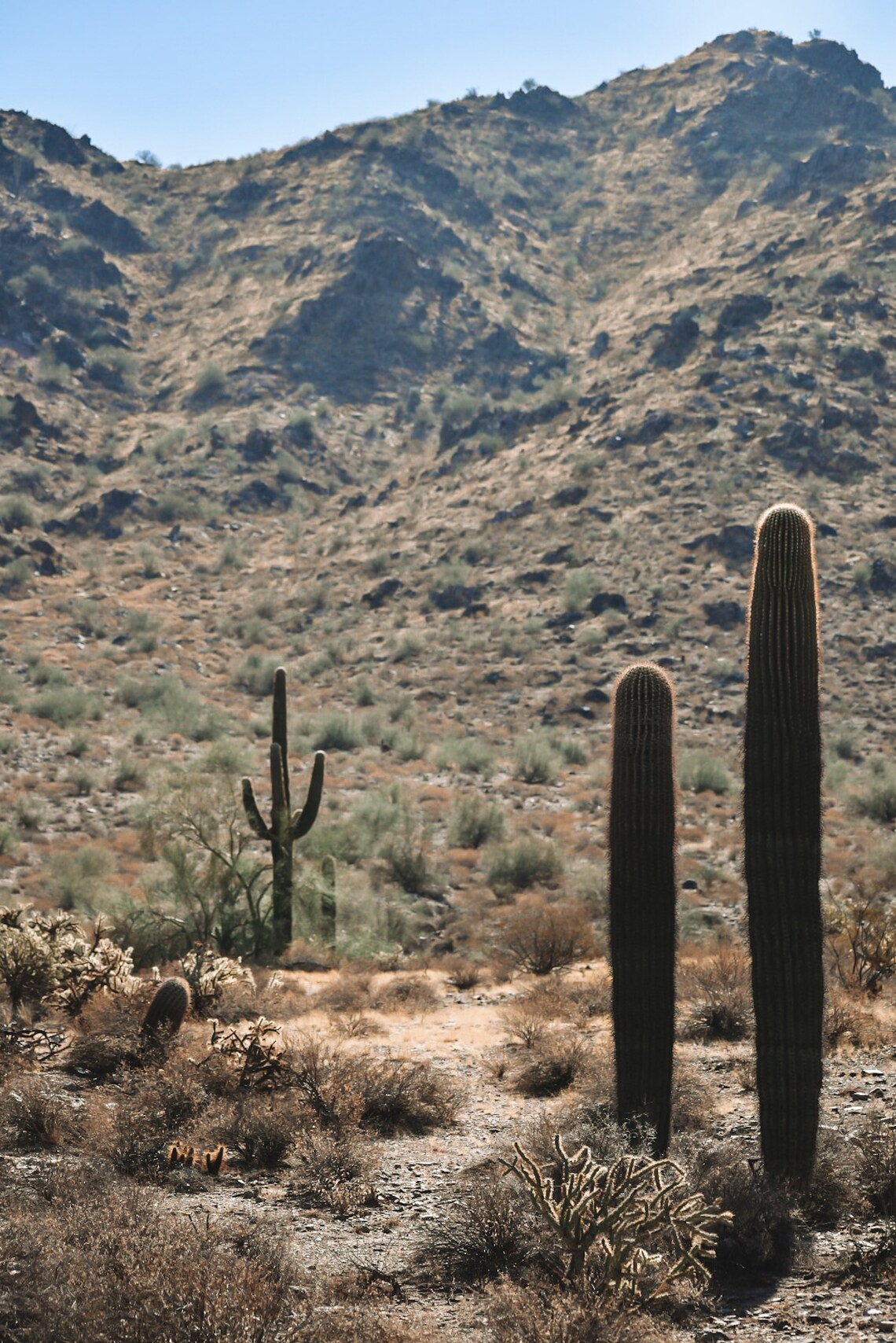 Arizona Landscape, Mountains, Wall Art, Cactus, Living Room , Office ...