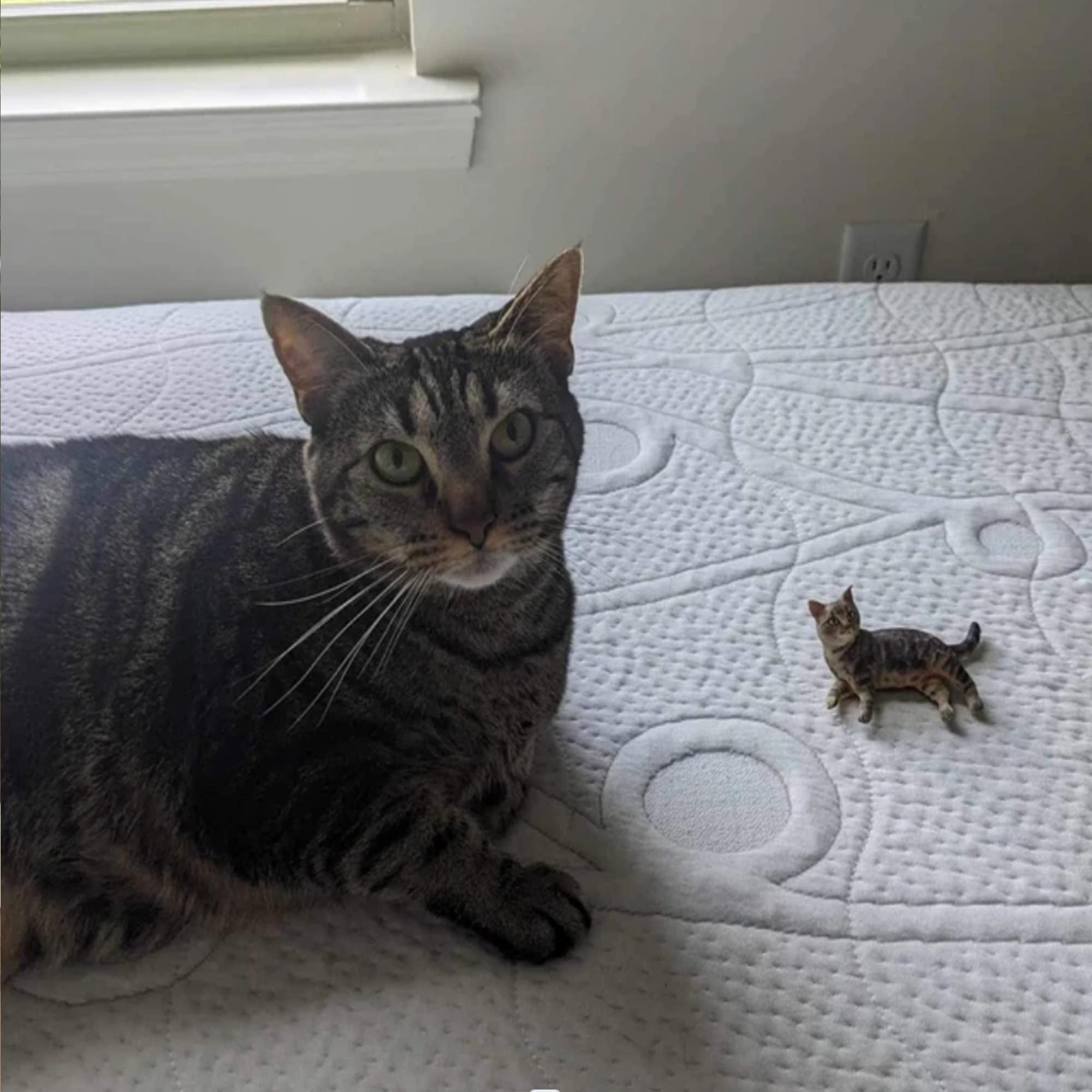 Customized Cat Statue 3D Cat Statue Cake Topper. Cat - Etsy