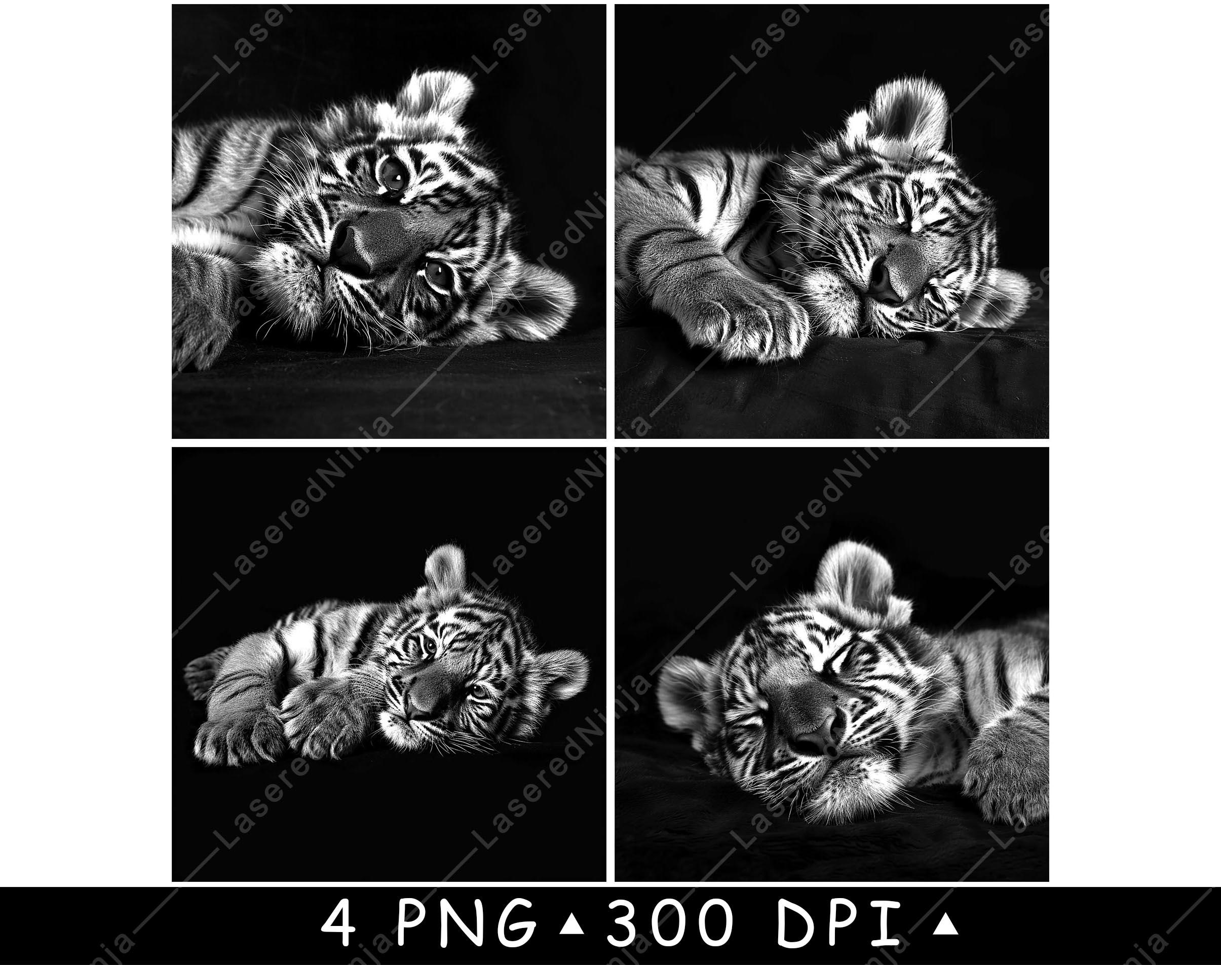 High Contrast Full Set