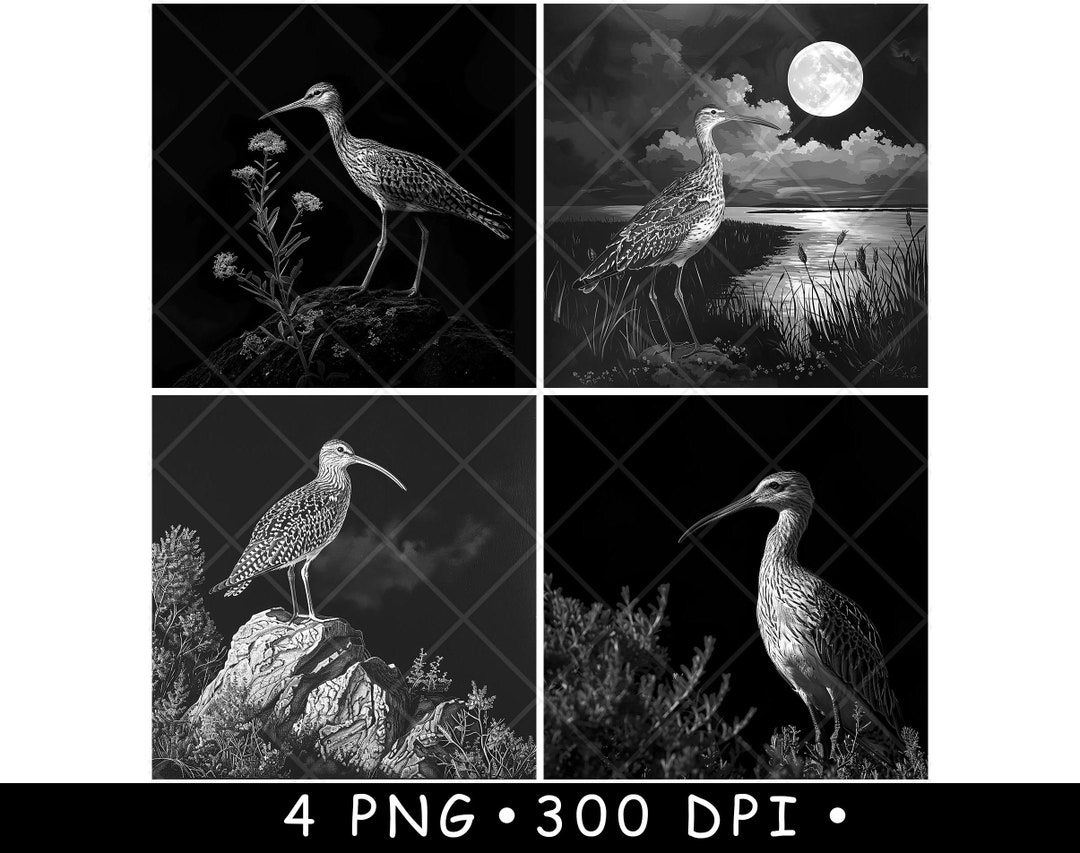 Curlew Bird Ibis Long Beak Wetland Australian Wildlife Laser File ...