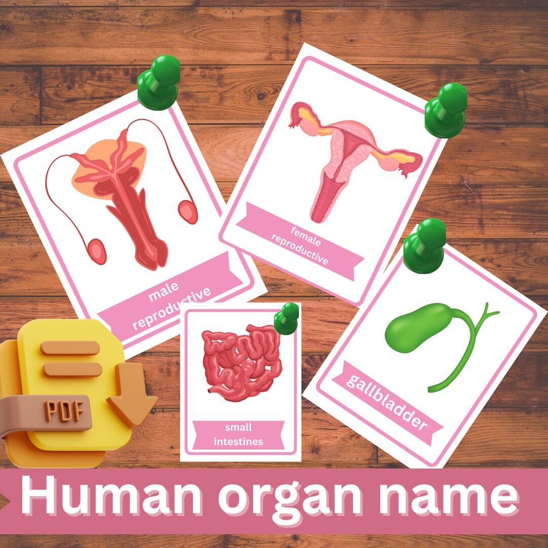 Anatomy Flashcards Learn Human Organs Educational Flash Cards Instant ...