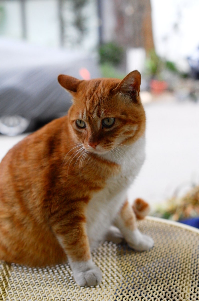 Authentic Cute Cat Photos Animal Digital Art Print Instant - Etsy