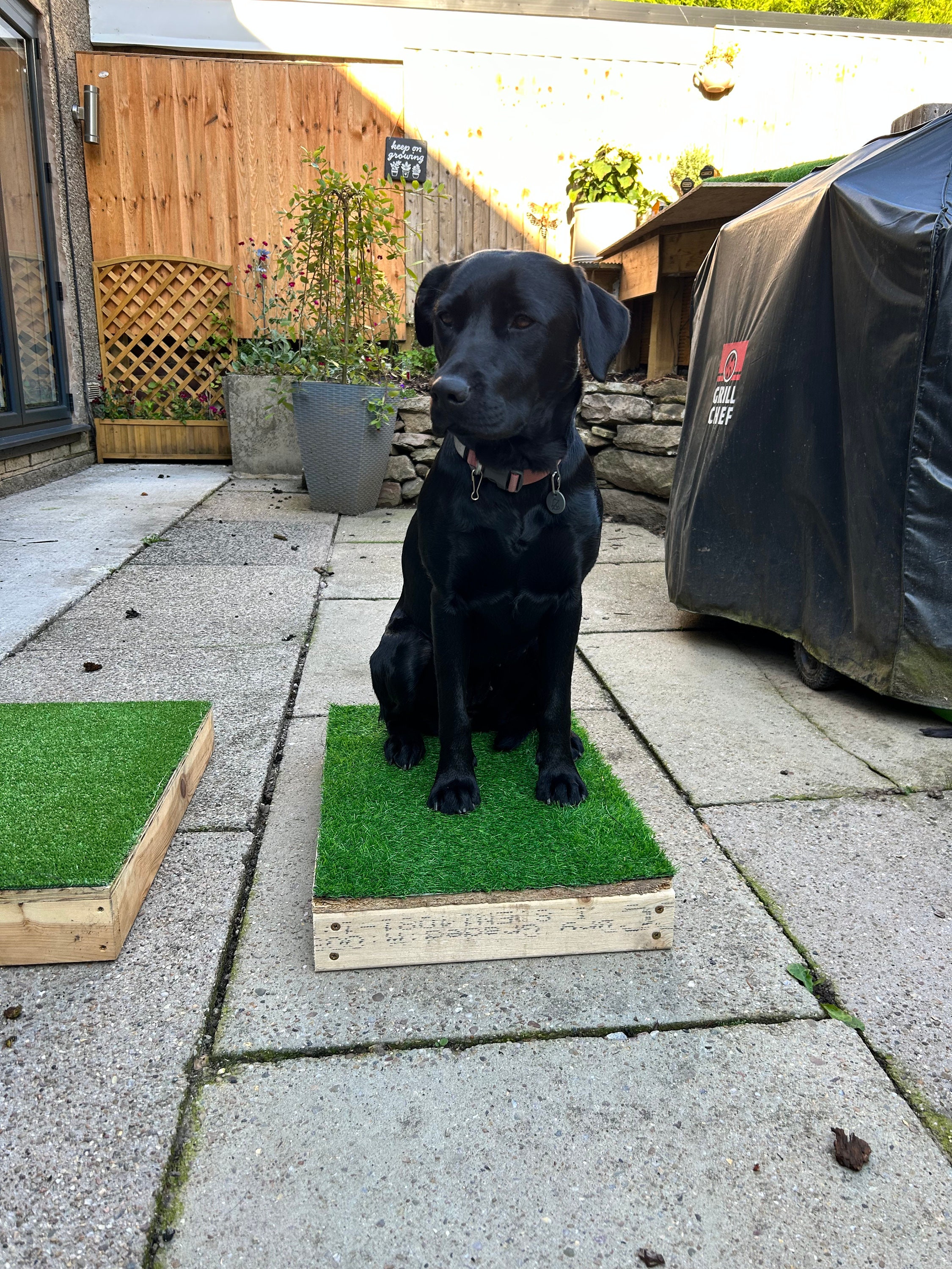 Dog Training Place Board - Etsy UK