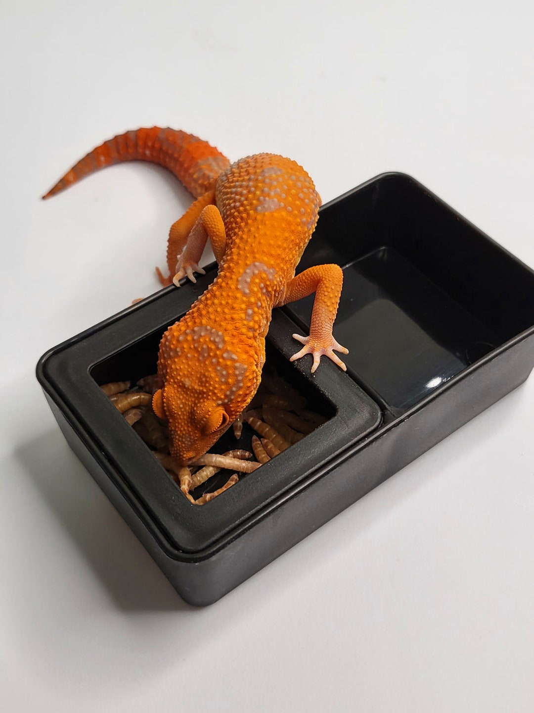 Reptile Food and Water Dish - Etsy