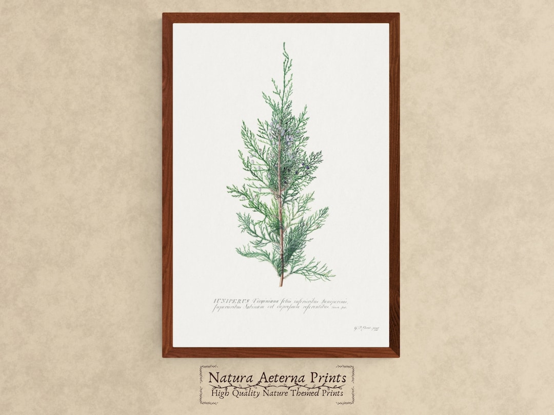 PRINTABLE Juniper Illustration by Georg Dionysius Ehret 1745 | Vintage ...