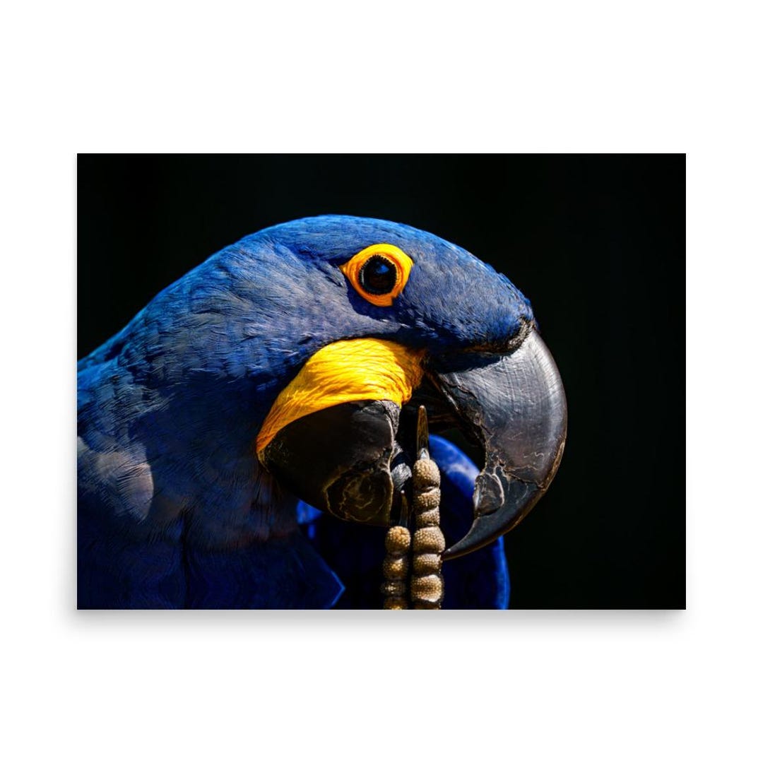 Blue Macaw Photography Print Poster Vibrant Tropical Bird Wall Art - Etsy