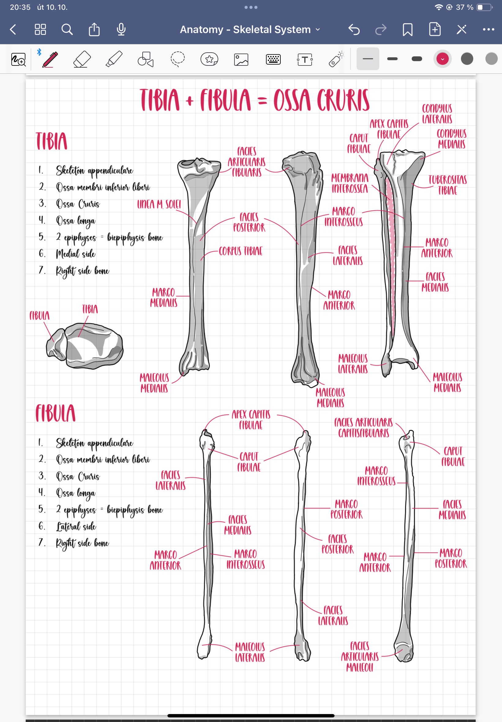 104 Anatomy Digital Stickers | the Skeletal System | Hand-drawn iPad ...