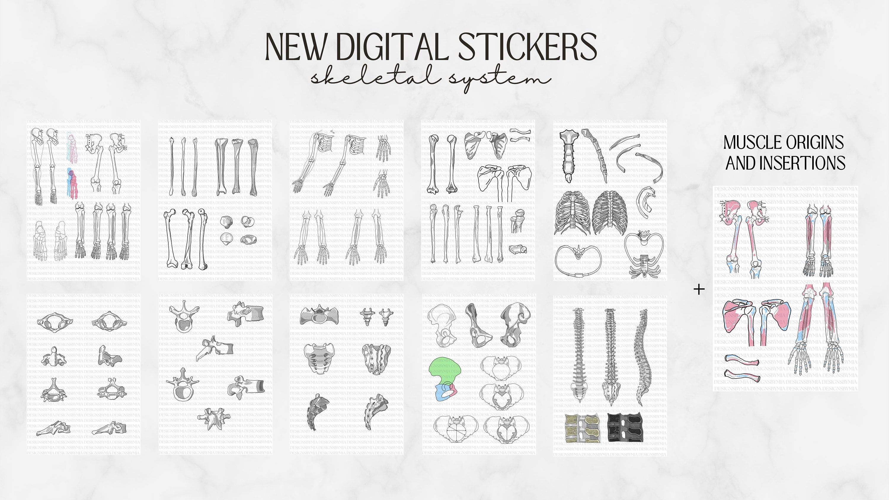 104 Anatomy Digital Stickers | the Skeletal System | Hand-drawn iPad ...