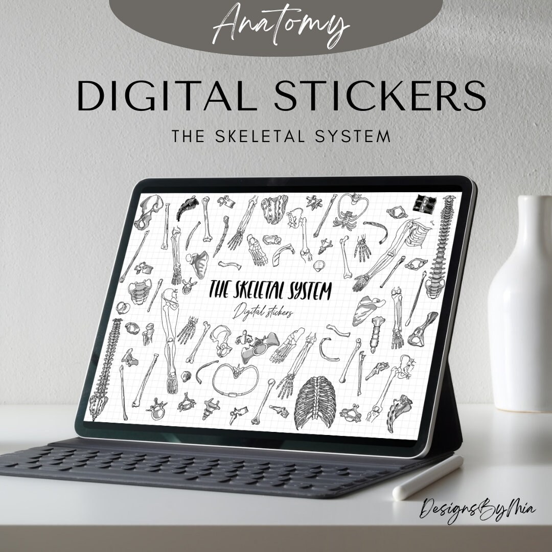 104 Anatomy Digital Stickers | the Skeletal System | Hand-drawn iPad ...