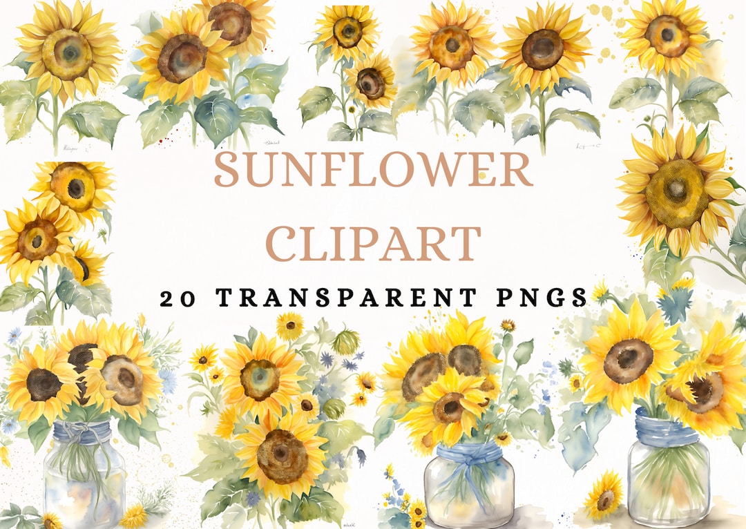 Sunflower Watercolor Clipart Bundle 20 PNG Images of Bright - Etsy