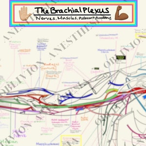 Anatomy Brachial Plexus Study Guide RN Cheat Sheet Nurse Anesthesia CRNA SRNA Medical Student ...