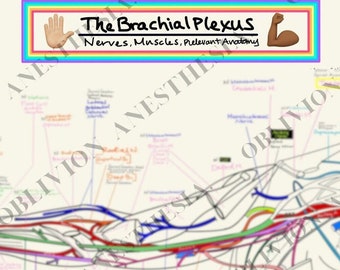 Peripheral and Spinal Nerves Study Guide Cheat Sheet Nurse Anesthesia CRNA SRNA Medical Student ...