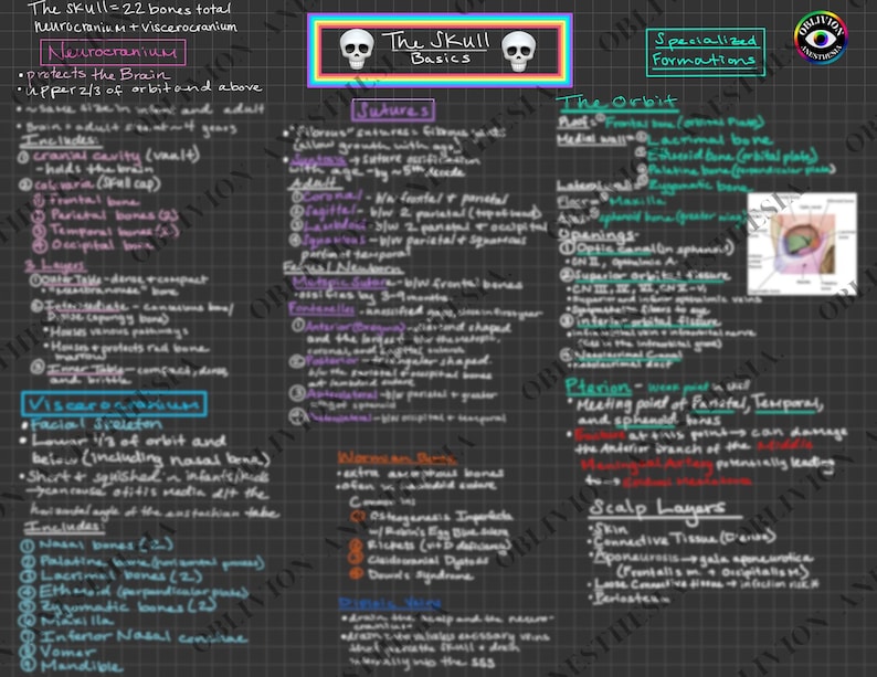 Anatomy and Bones on the Skull Study Guide, Neuro Physiology Cheat ...