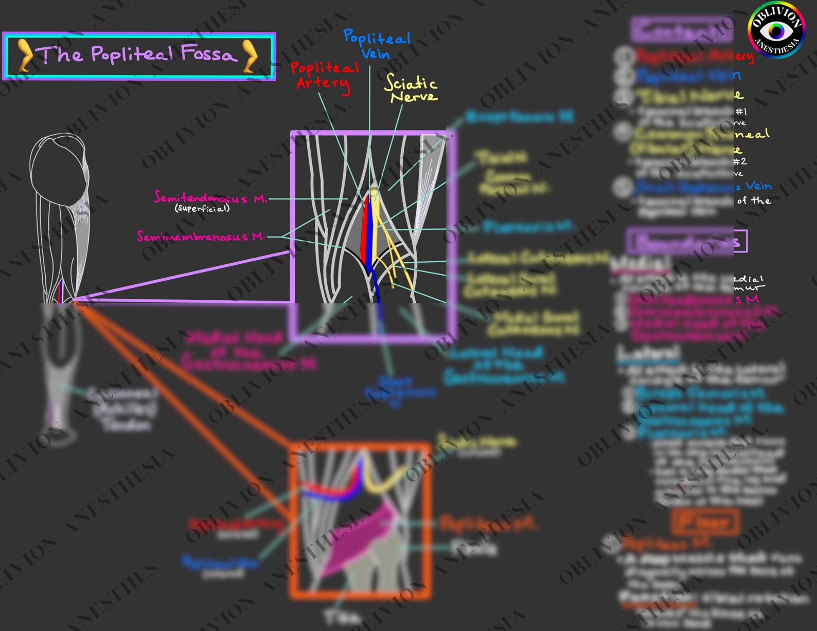 Nervous System Anatomy and Physiology Study Guide CNS Cheat Sheet Nurse ...