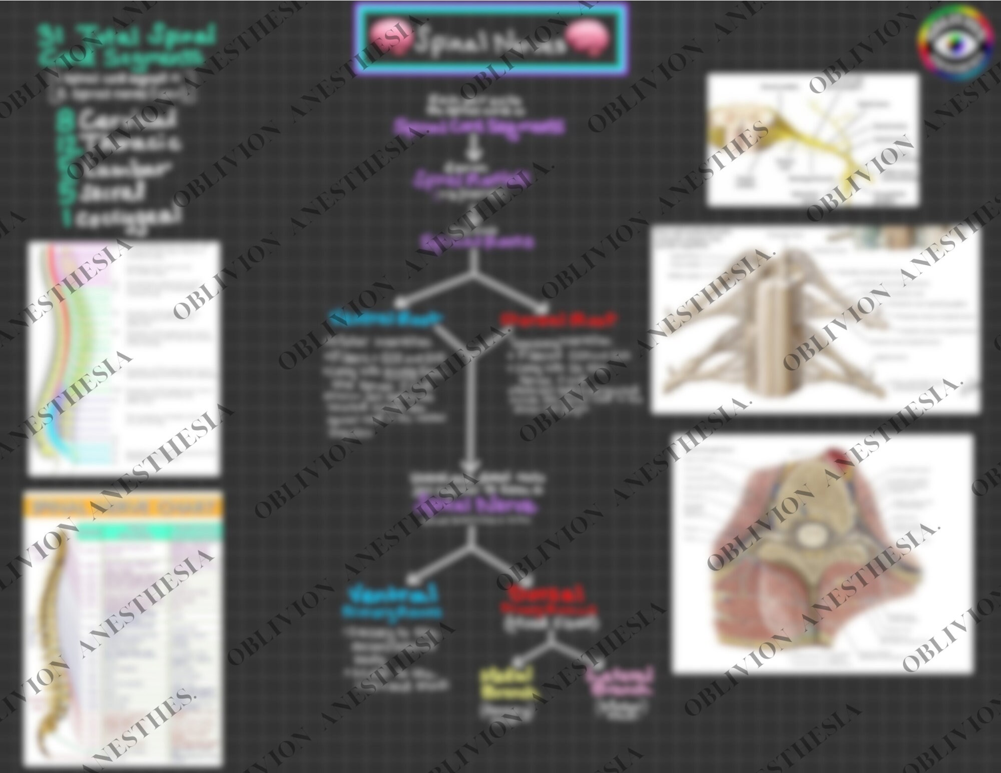 Peripheral and Spinal Nerves Study Guide Anatomy Cheat Sheet Nurse ...