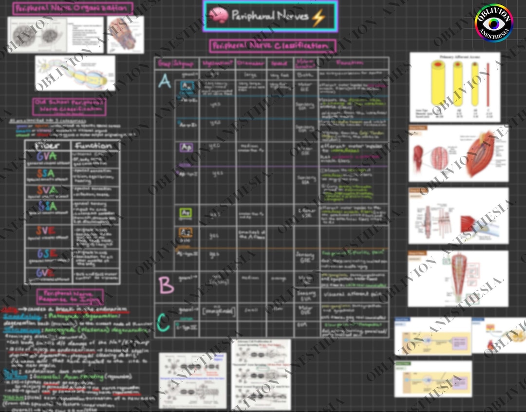 Peripheral and Spinal Nerves Study Guide Cheat Sheet Nurse Anesthesia CRNA SRNA Medical Student ...