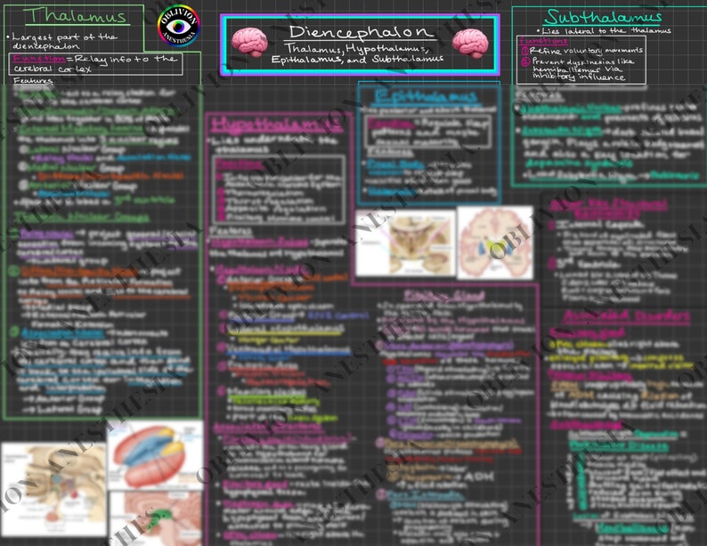 Brain Study Guide Brainstem Neurology Color Coded Cheat Sheet Nurse Anesthesia CRNA SRNA Medical ...