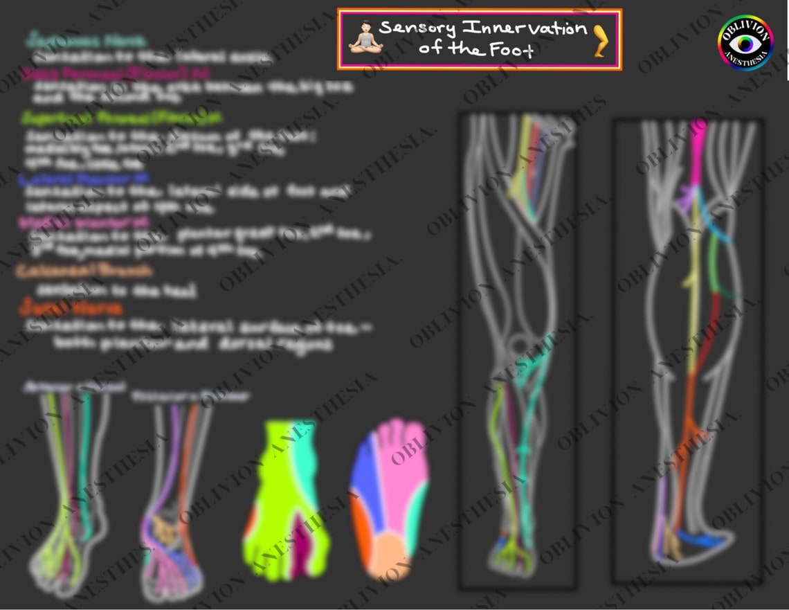Lower Limb Leg Foot Ankle Color Coded Study Guide Cheat Sheet - Etsy