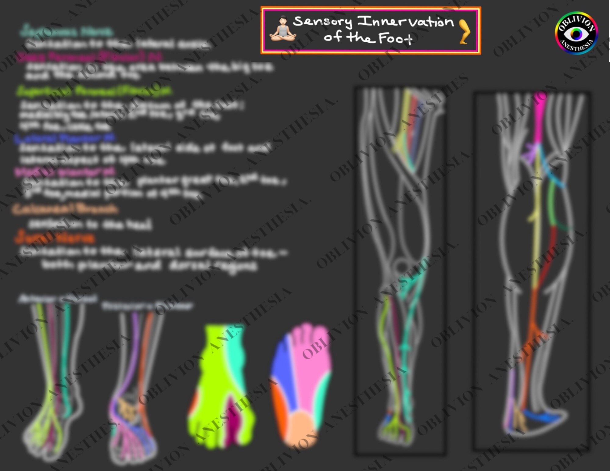 Nervous System Anatomy and Physiology Study Guide CNS Cheat Sheet Nurse ...