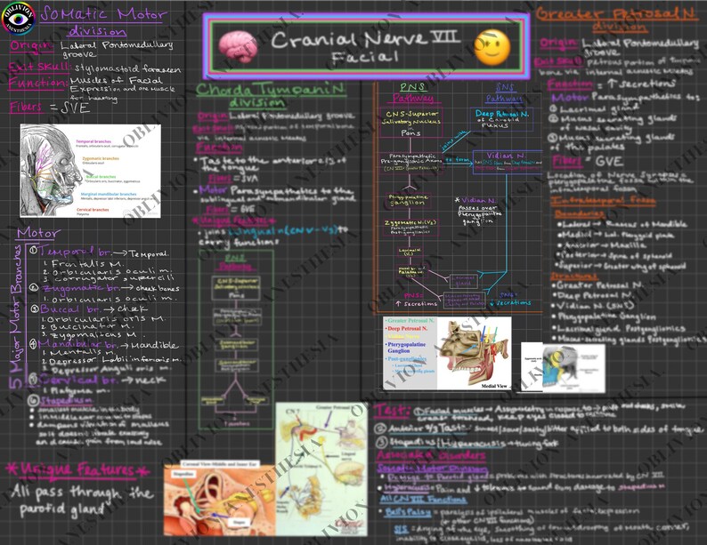 Cranial Nerves Anatomy Study Guide Cheat Sheet Brain Nervous System ...