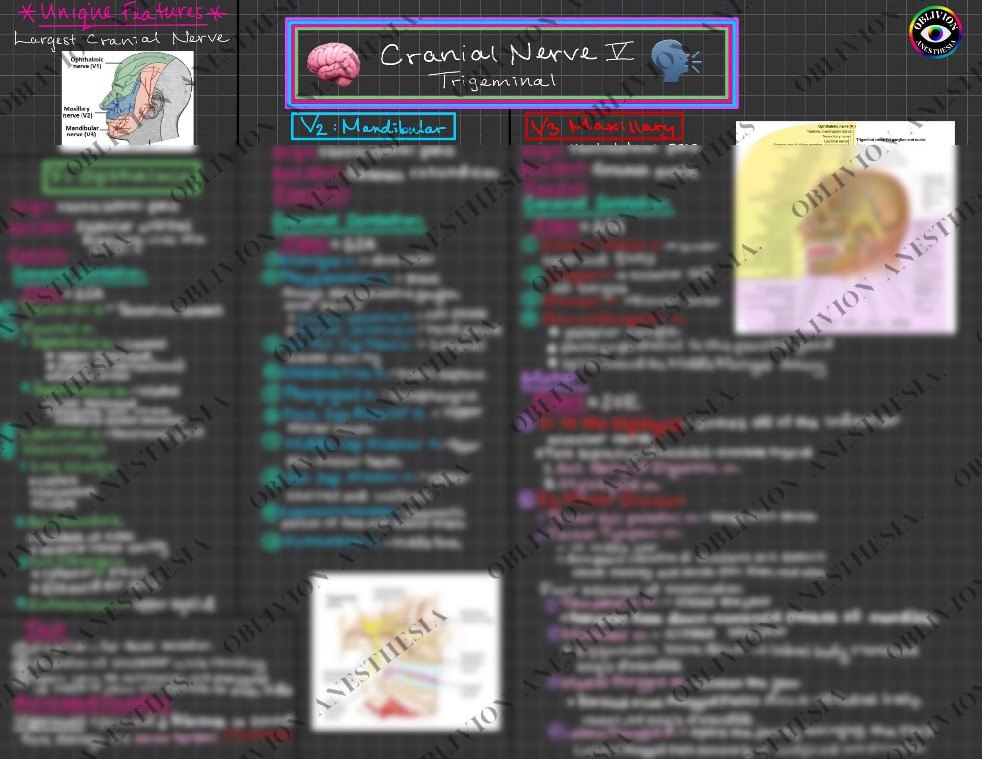 Cranial Nerves Anatomy Study Guide, Nurse Anesthesia (digital Download ...