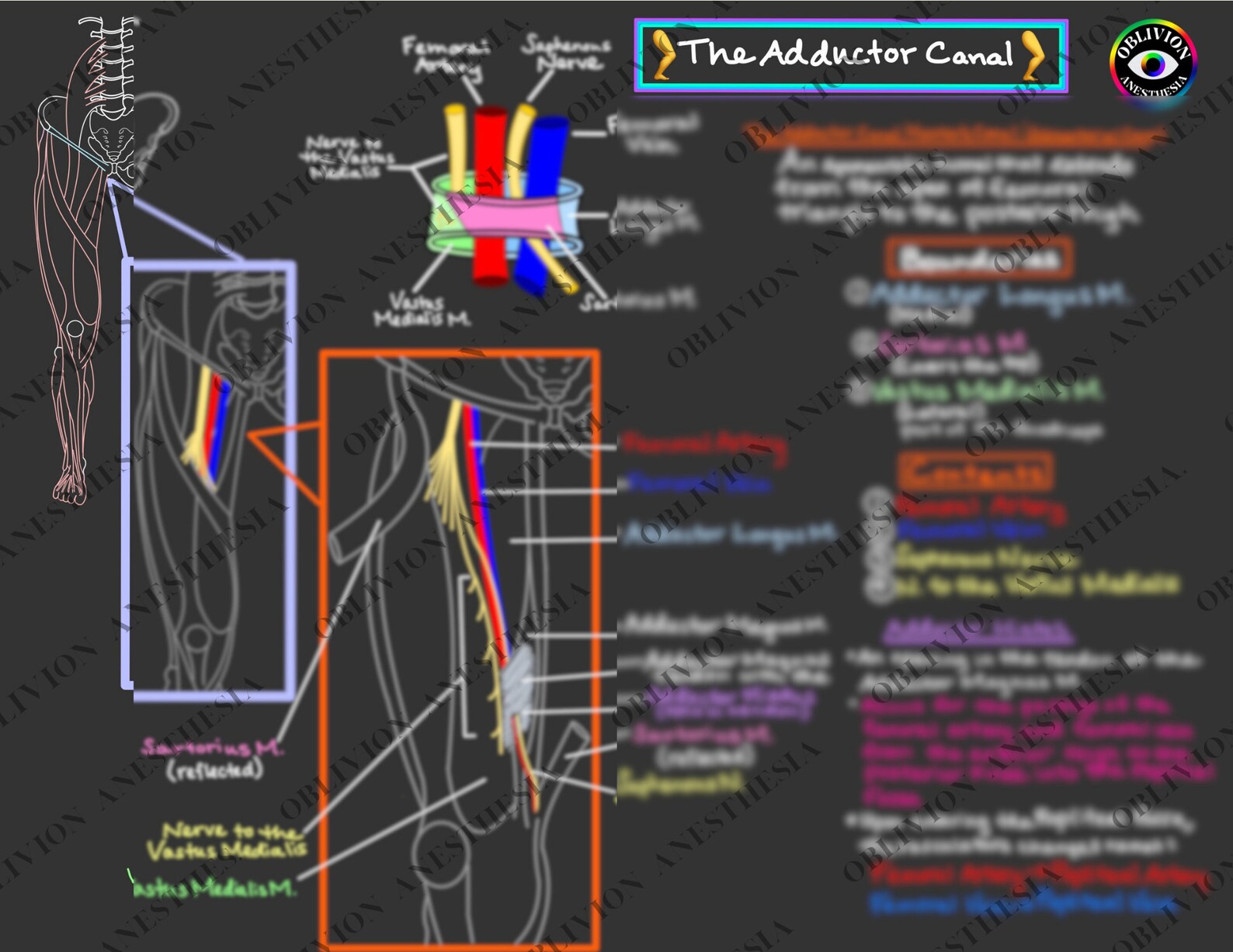 Nervous System Anatomy and Physiology Study Guide CNS Cheat Sheet Nurse ...