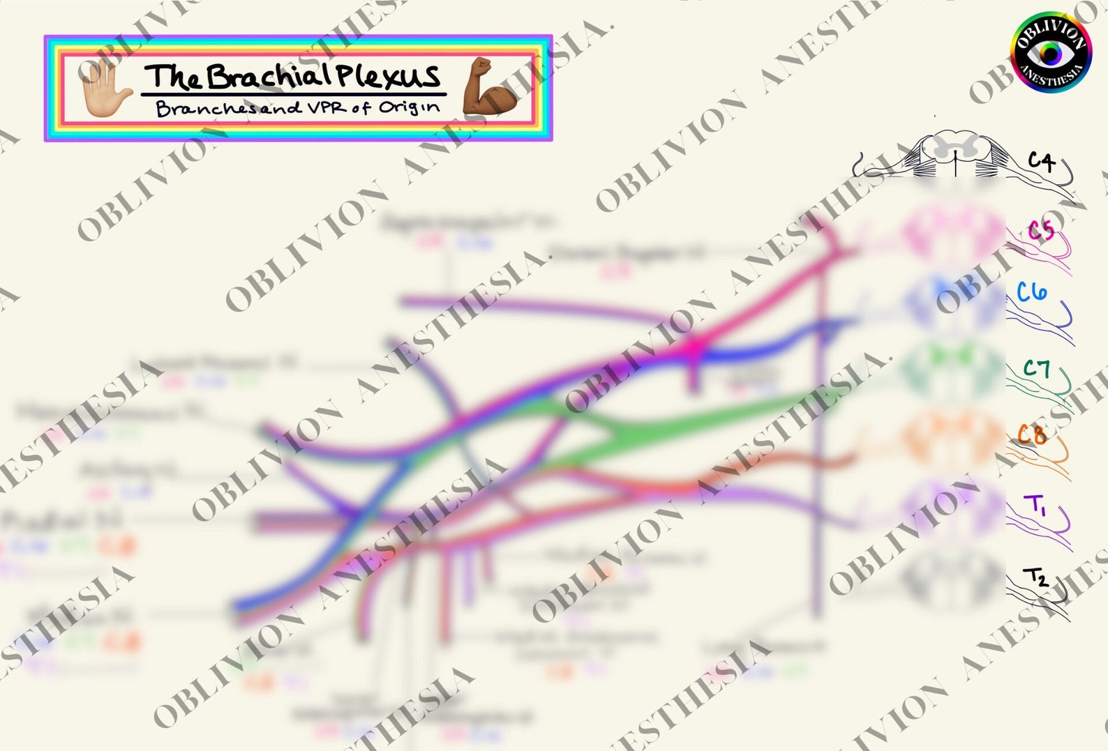Anatomy Brachial Plexus Study Guide RN Cheat Sheet Nurse Anesthesia CRNA SRNA Medical Student ...