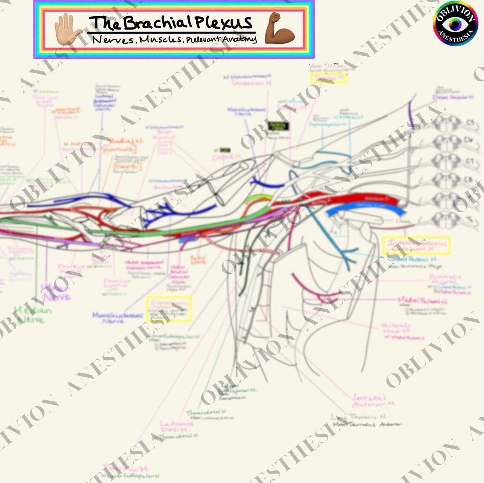 Anatomy Brachial Plexus Study Guide RN Cheat Sheet Nurse Anesthesia CRNA SRNA Medical Student ...