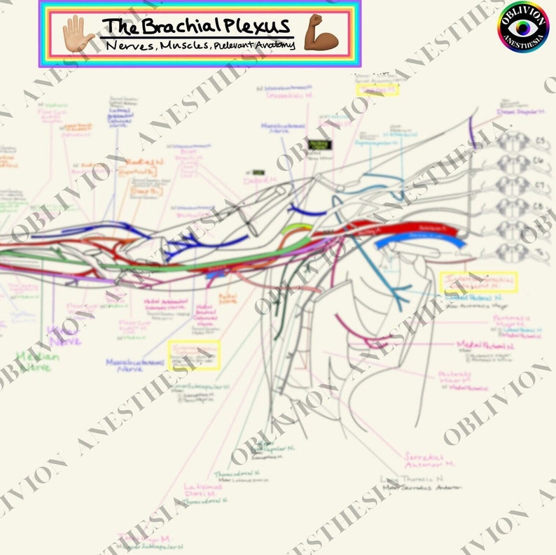 Anatomy Brachial Plexus Study Guide RN Cheat Sheet Nurse Anesthesia CRNA SRNA Medical Student ...