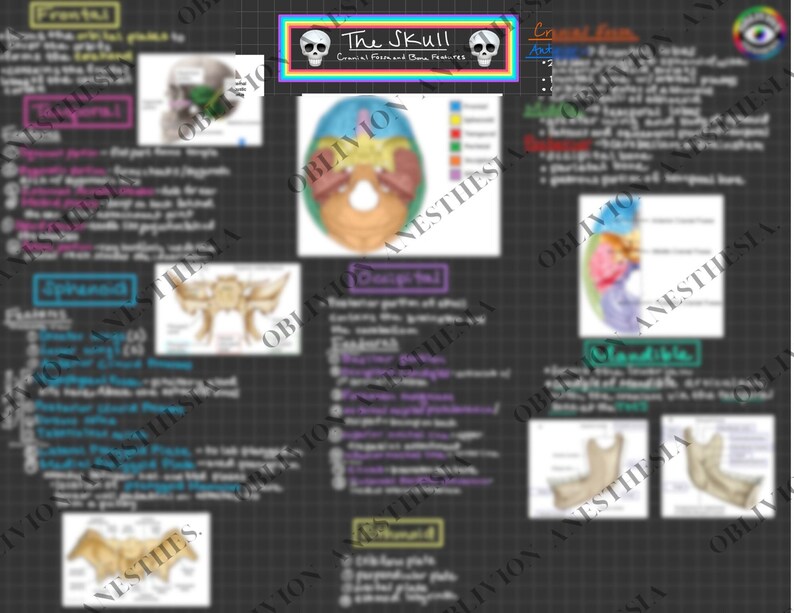 Anatomy and Bones on the Skull Study Guide, Neuro Physiology Cheat ...
